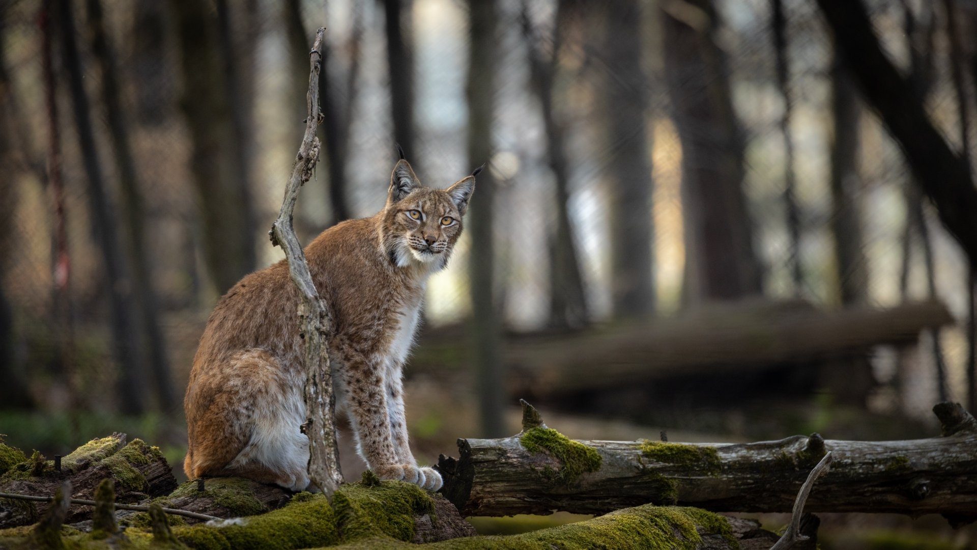 Gaze of the Forest Lynx — 8K Ultra HD Wallpaper