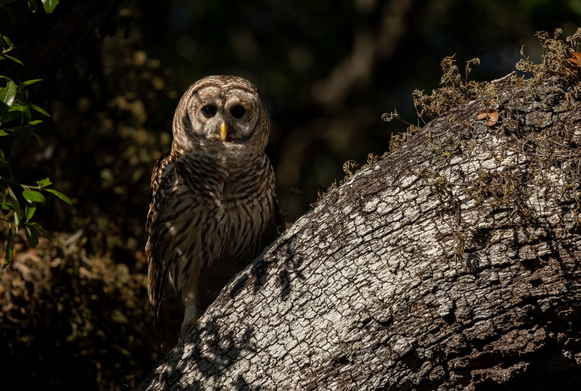 Download Animal Owl 4k Ultra HD Wallpaper | 6144x4134 | Wallpaper Abyss