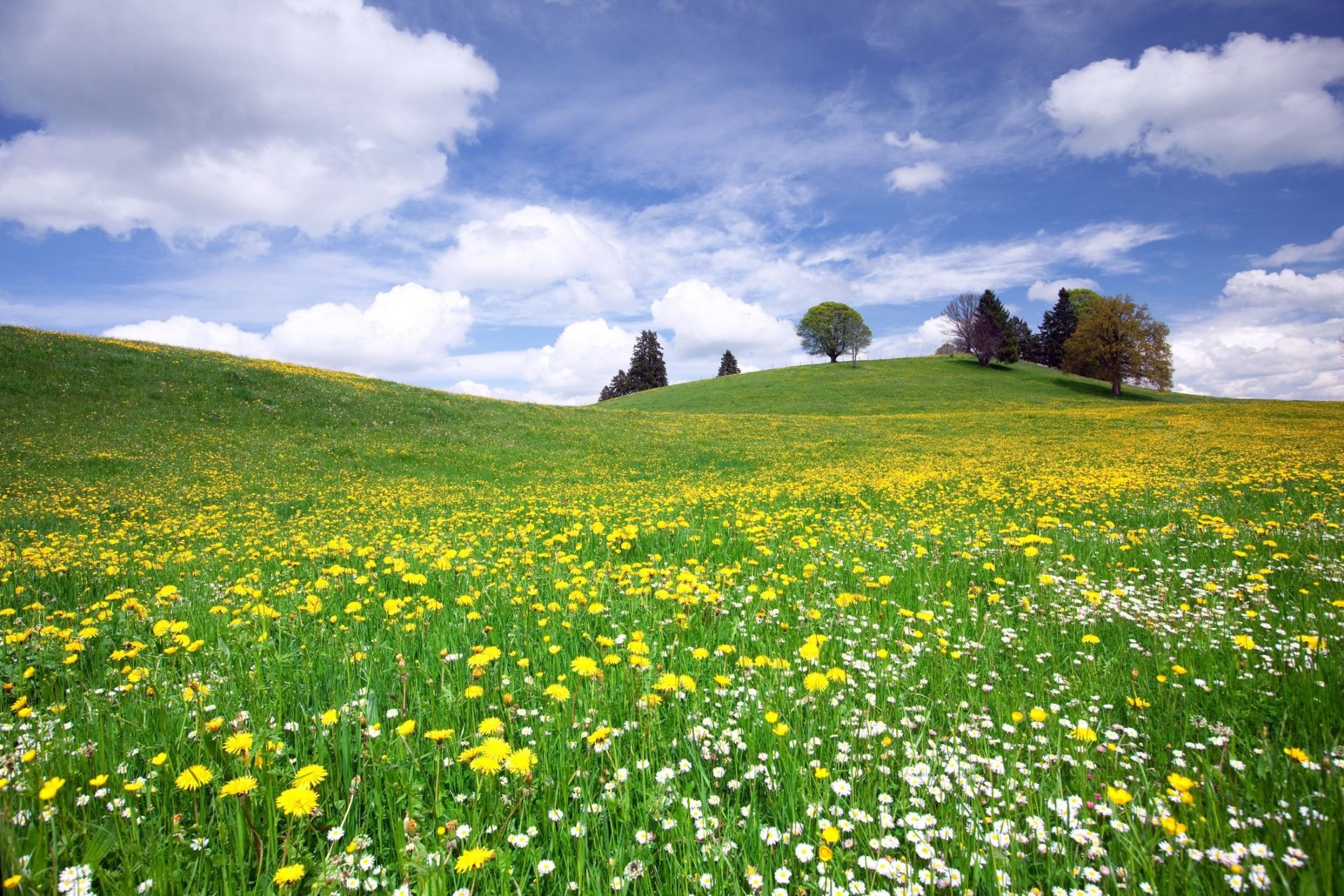 Download Nature Meadow HD Wallpaper