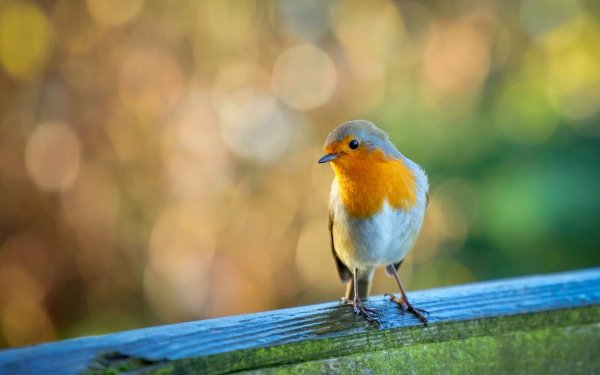 Robin - Desktop Wallpapers, Phone Wallpaper, PFP, Gifs, and More!