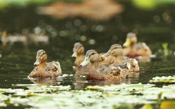 [70+] Duck 4k Wallpapers