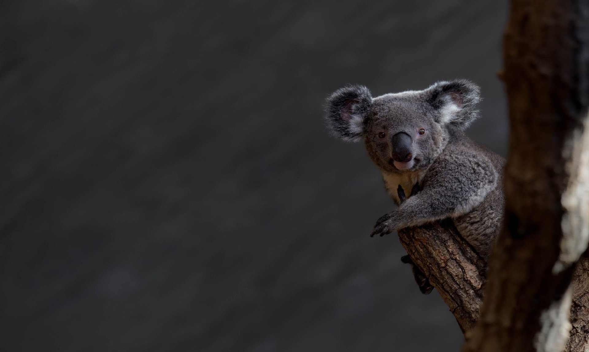 Majestic Koala HD Wallpaper: Nature's Cuddly Climber in Focus