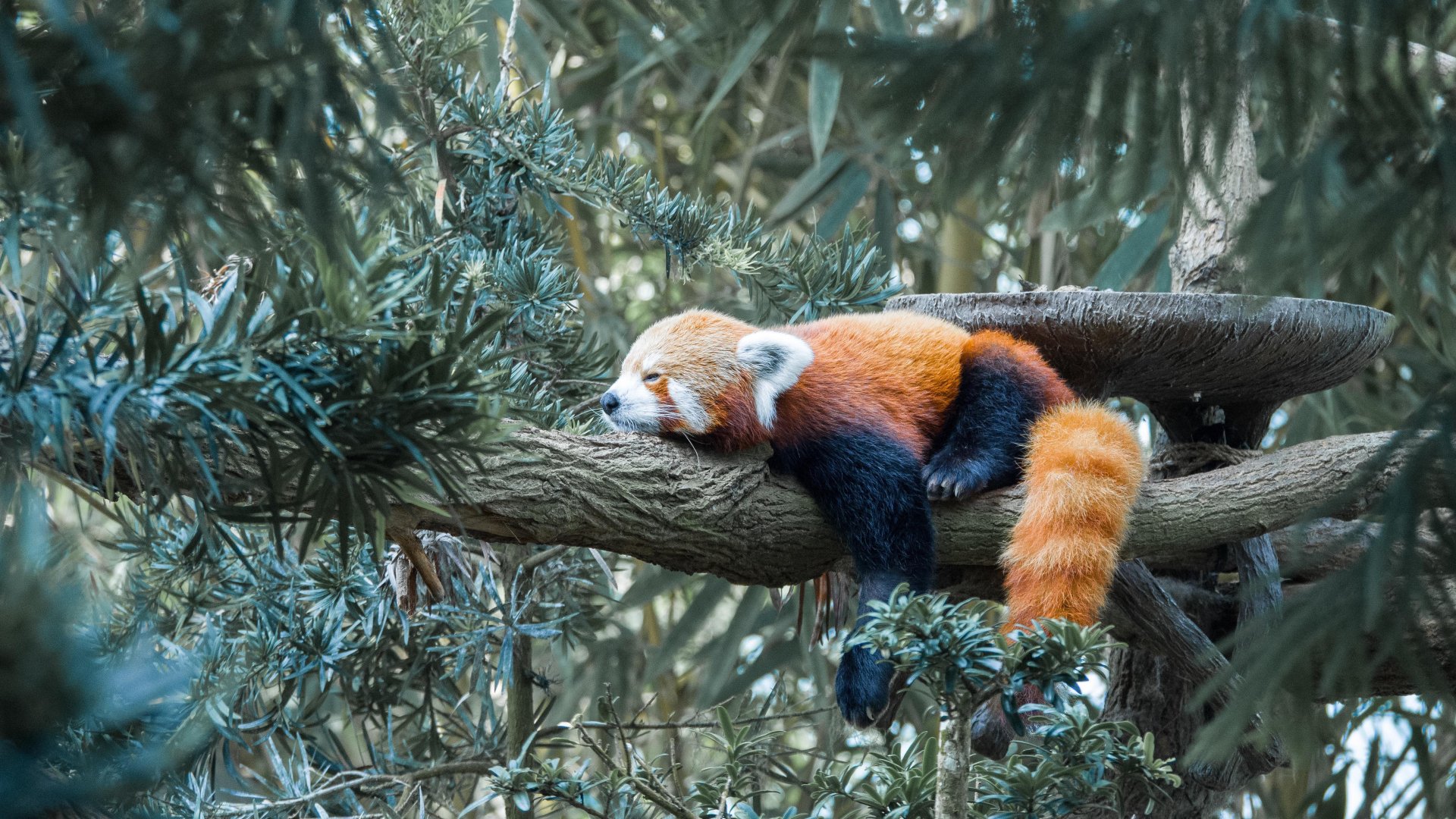 Download Sleeping Animal Red Panda 4k Ultra HD Wallpaper