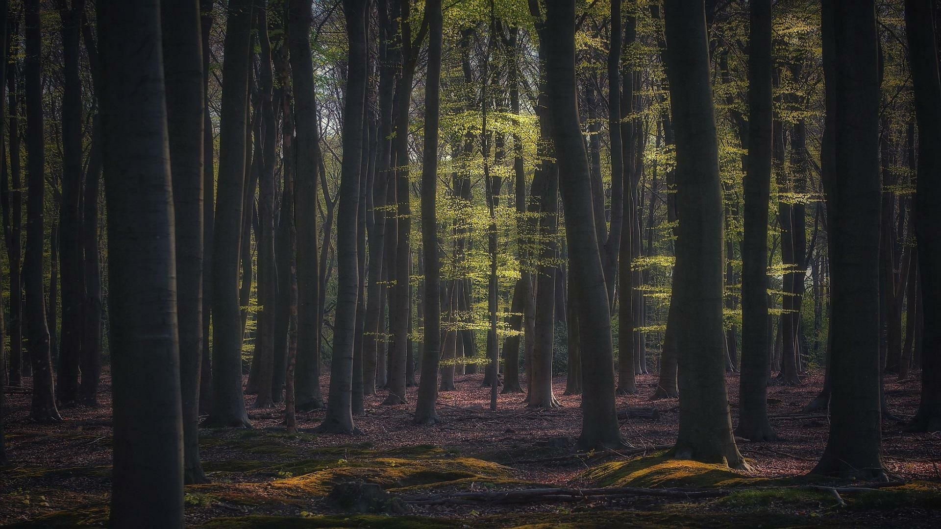 Download Nature Forest HD Wallpaper