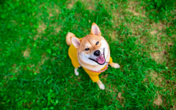 [10+] Shiba Inu 4k Wallpapers