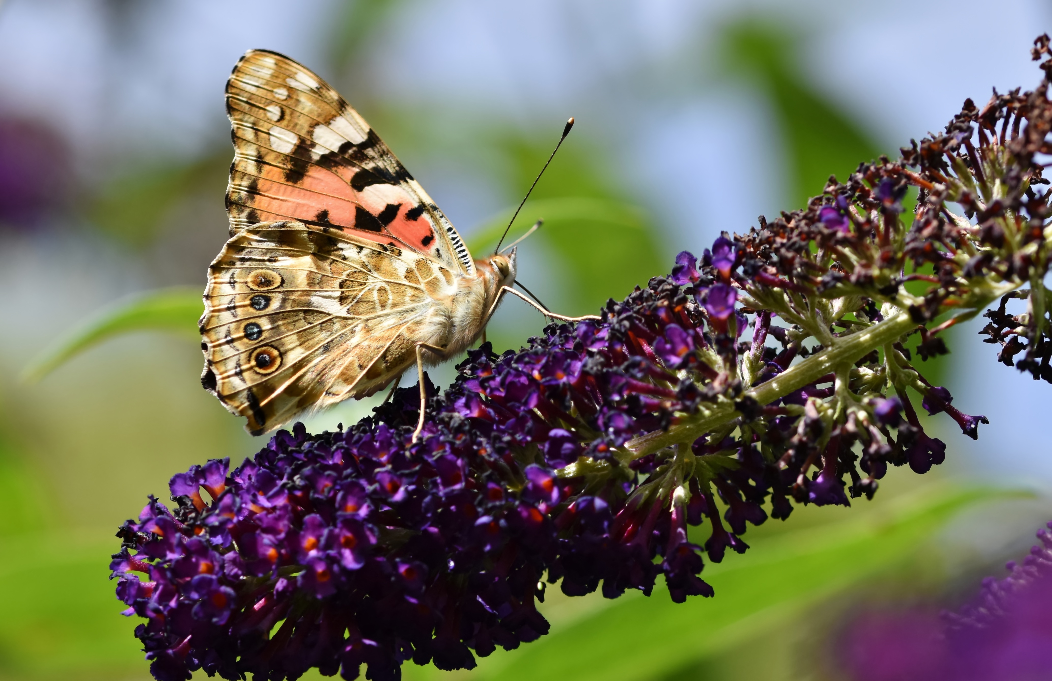 Download Animal Butterfly 4k Ultra HD Wallpaper by Ralphs_Fotos