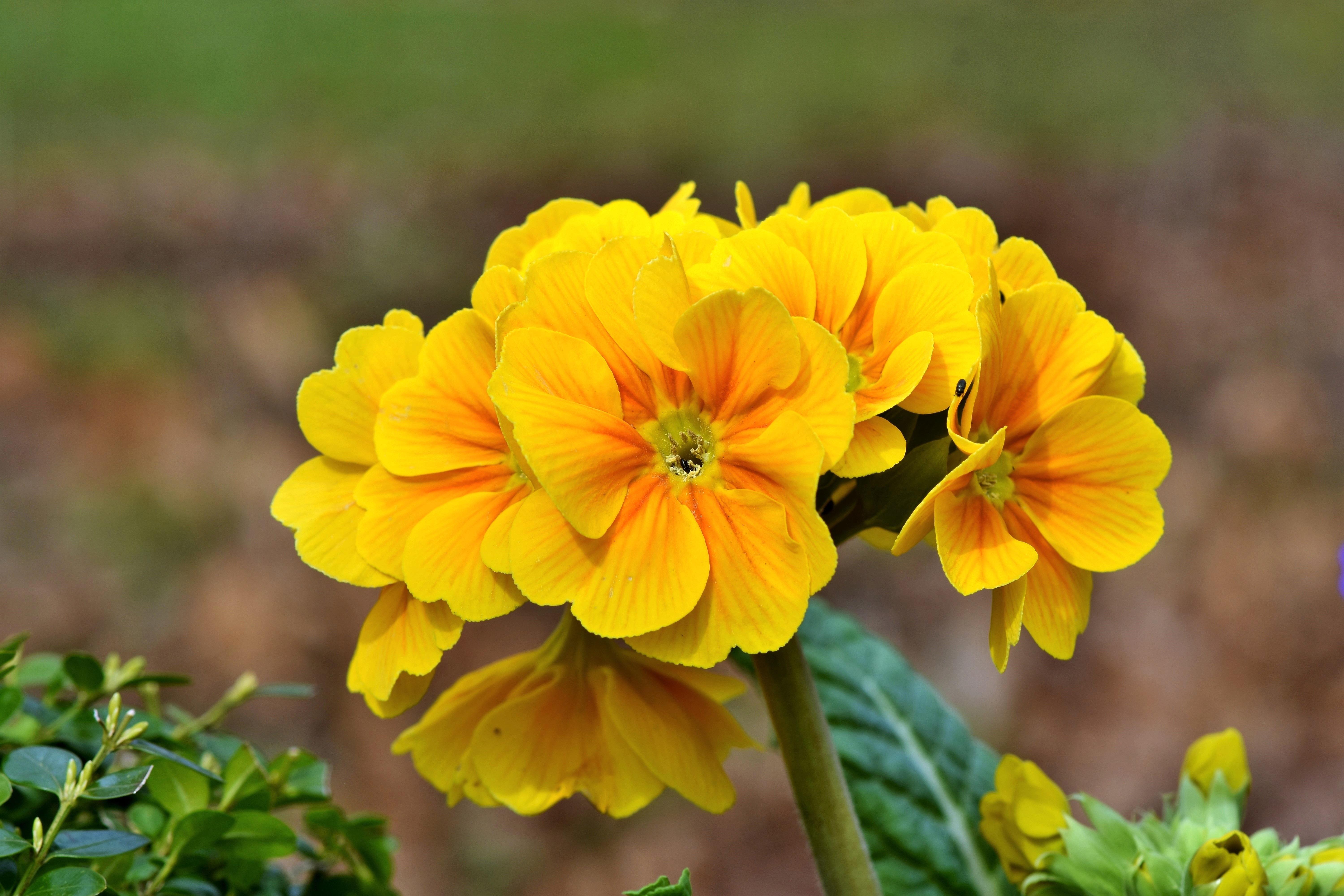 Download Nature Primula HD Wallpaper