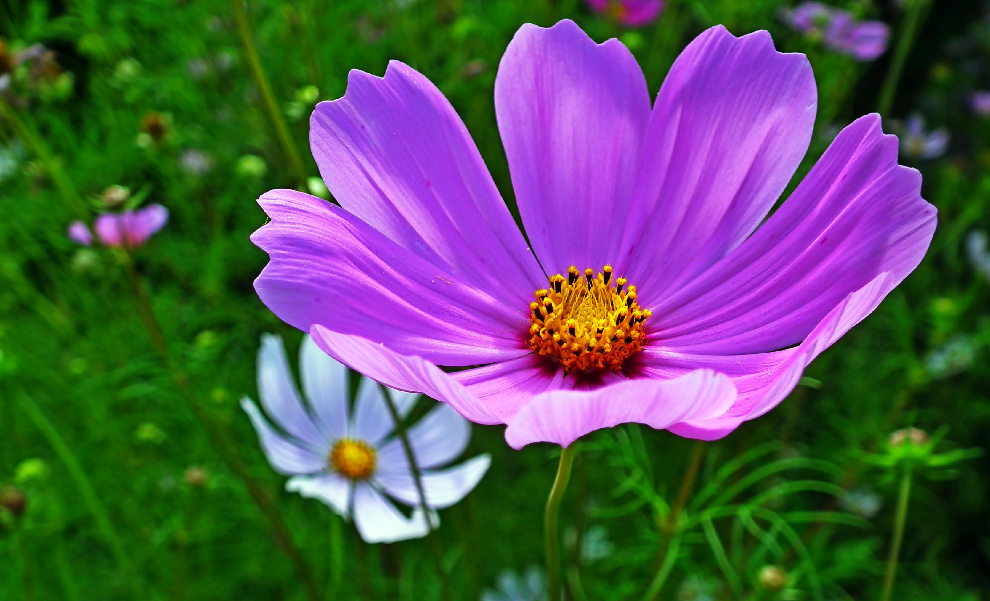 Download Nature Flower HD Wallpaper by MrGajowy3