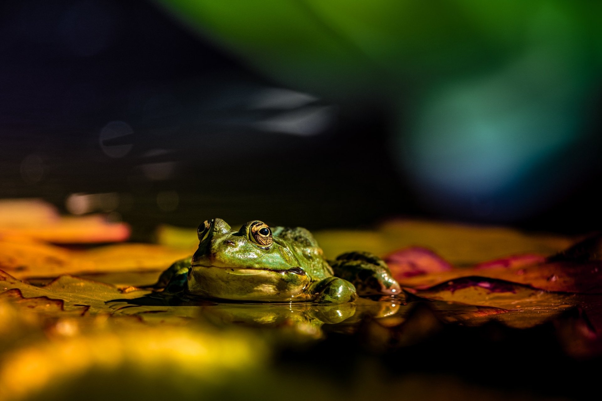 Download Animal Frog HD Wallpaper