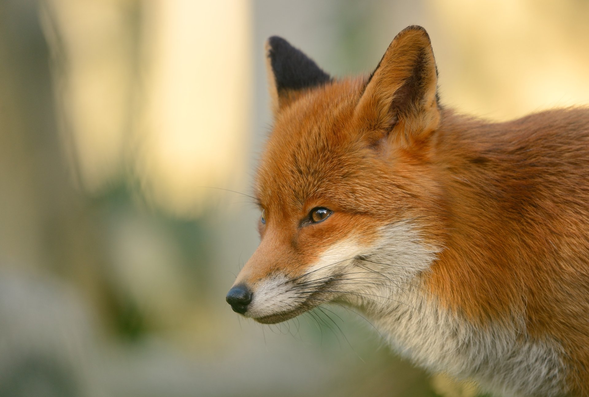 Download Animal Fox 4k Ultra HD Wallpaper | 6143x4144 | Wallpaper Abyss