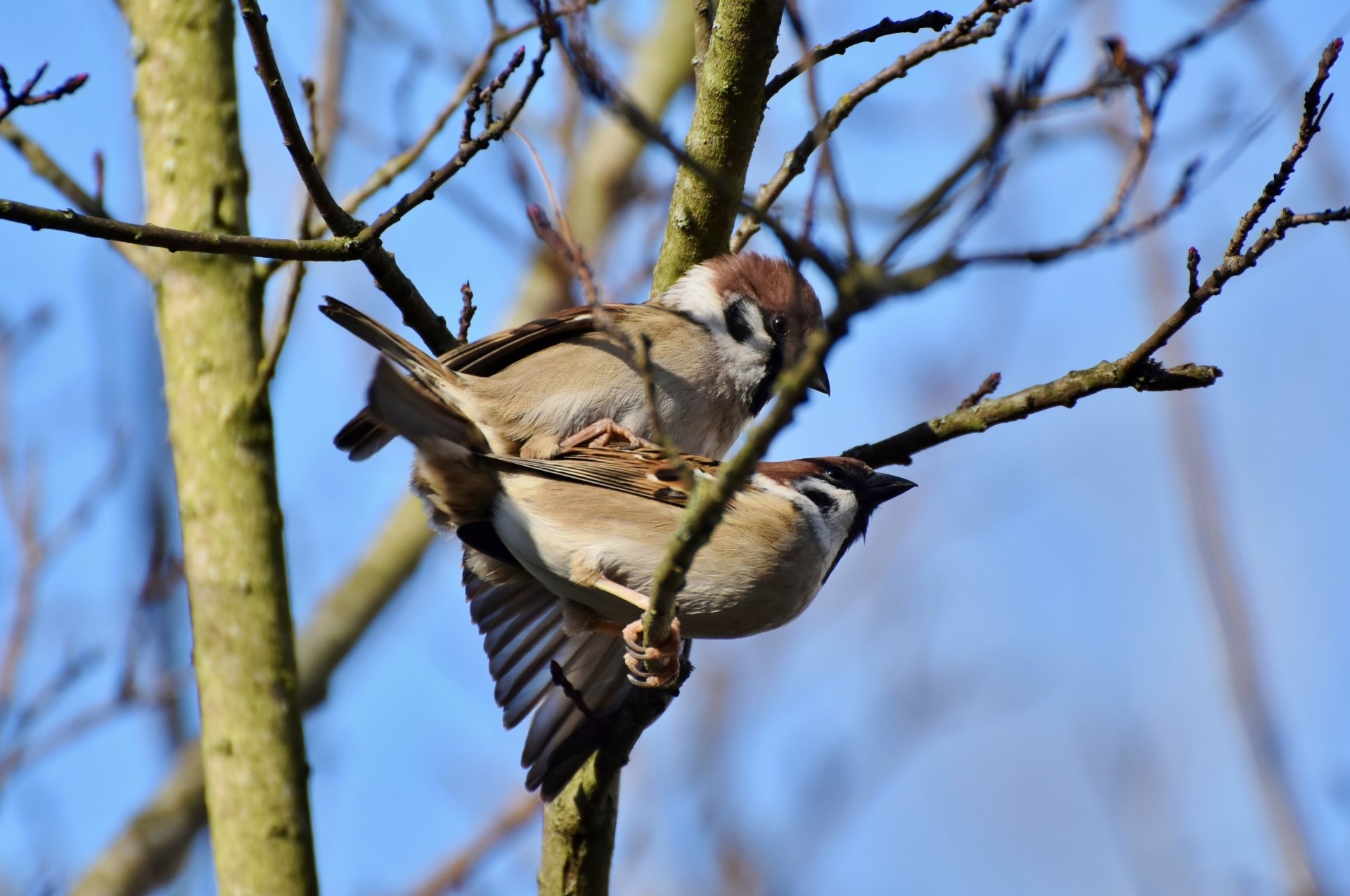 Download Animal Sparrow 4k Ultra HD Wallpaper by Ralphs_Fotos