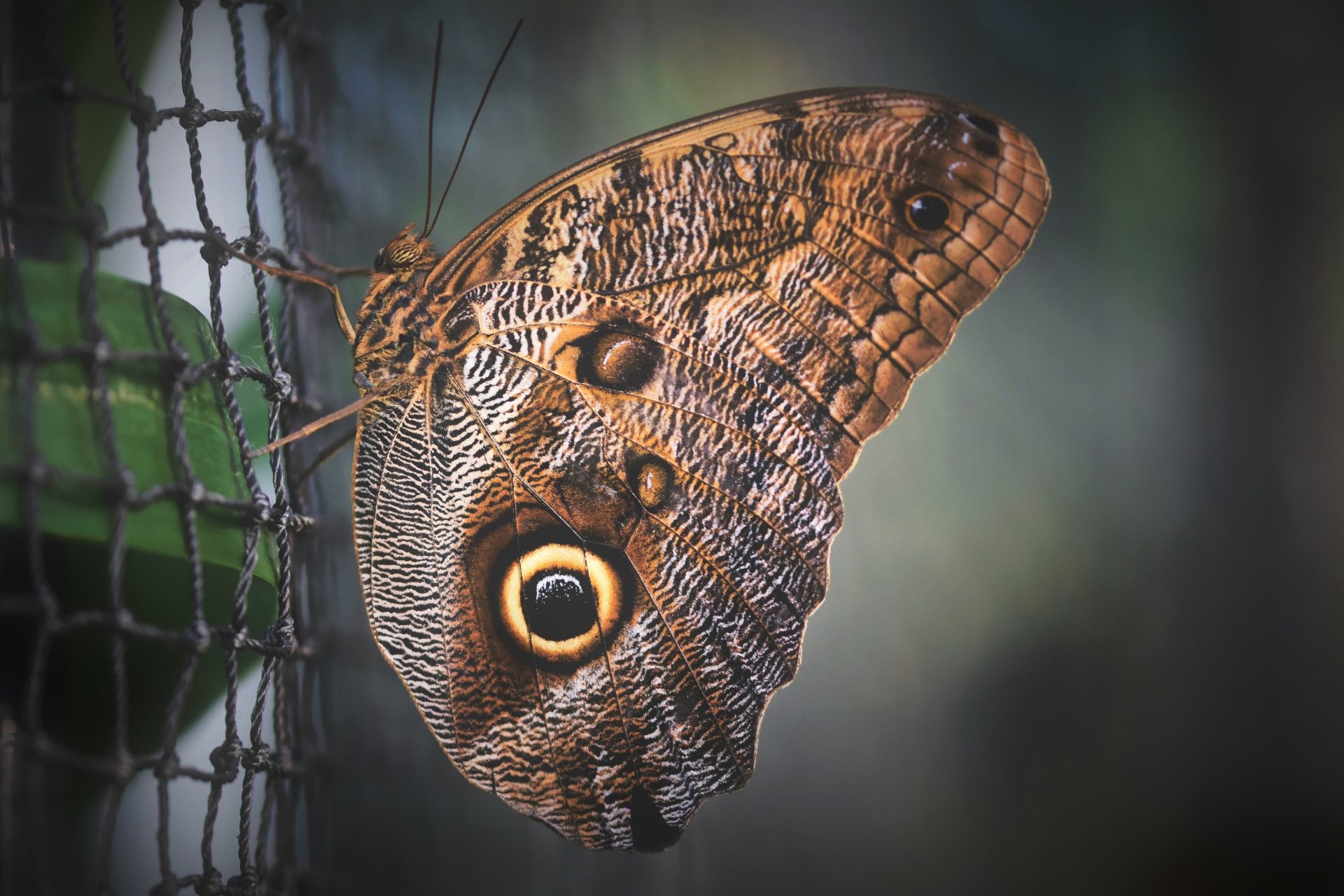 Download Animal Butterfly 4k Ultra HD Wallpaper by Ralphs_Fotos