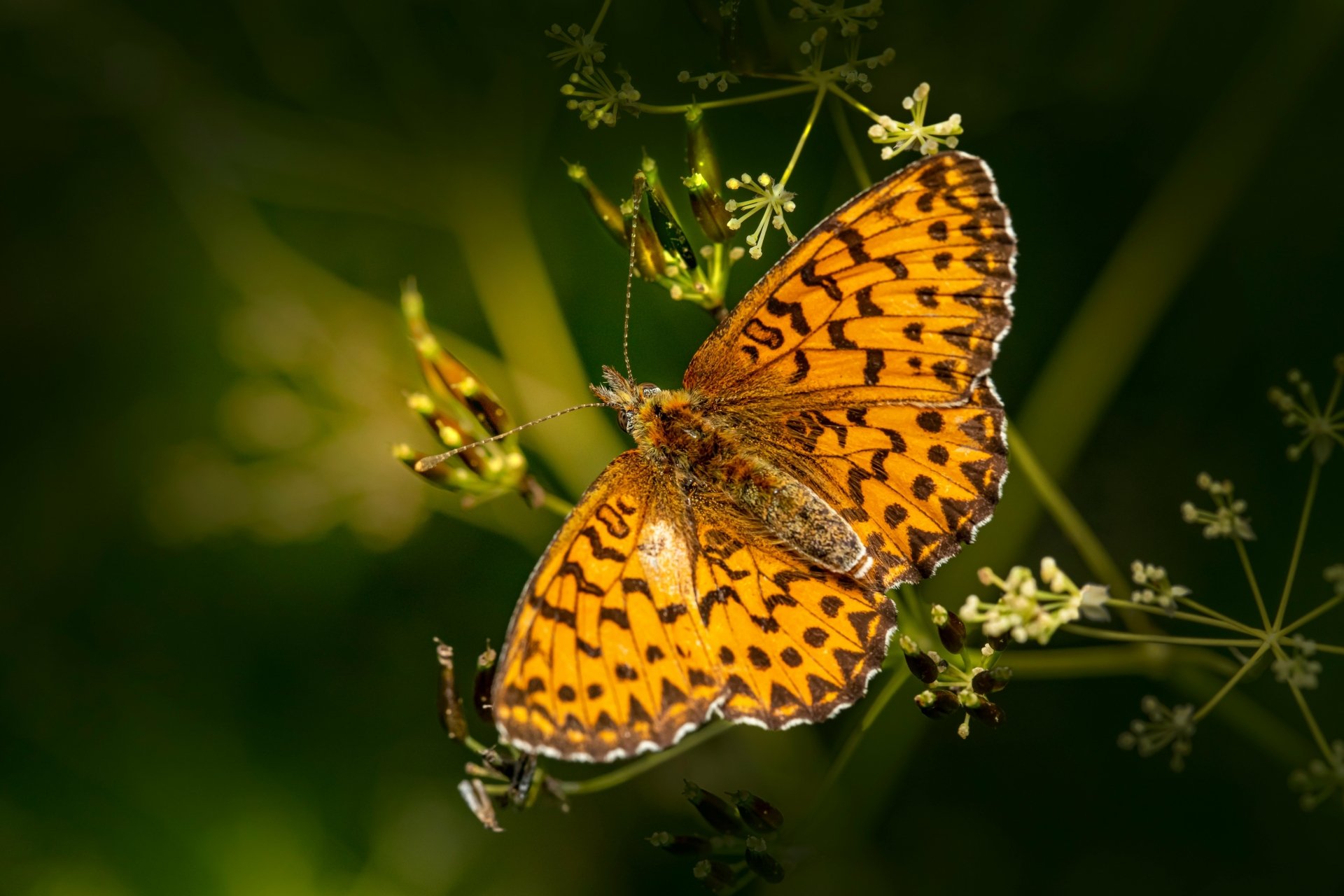Butterfly 4k Ultra HD Wallpaper by Erik_Karits