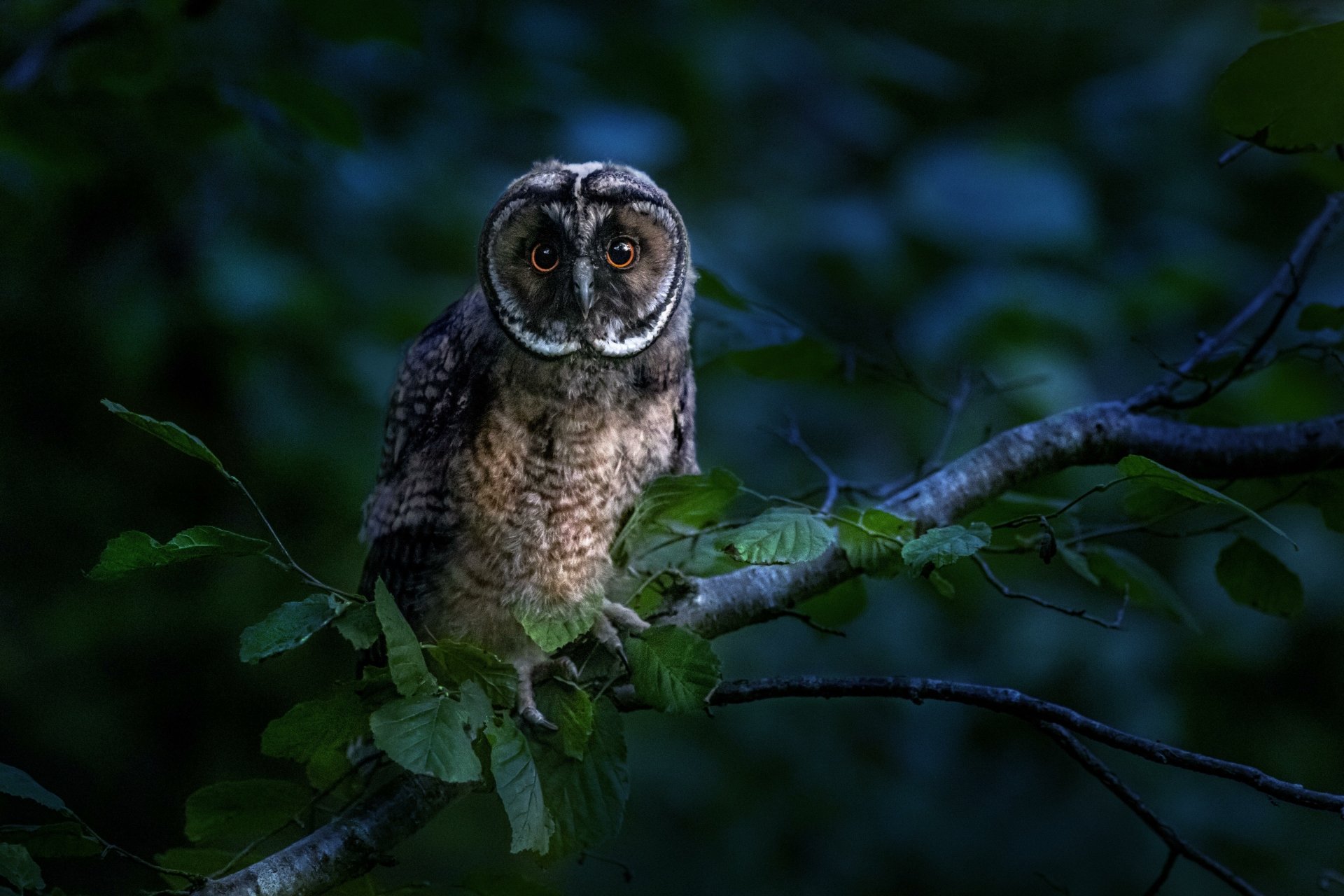 Download Animal Owl 4k Ultra HD Wallpaper | 6430x4286 | Wallpaper Abyss