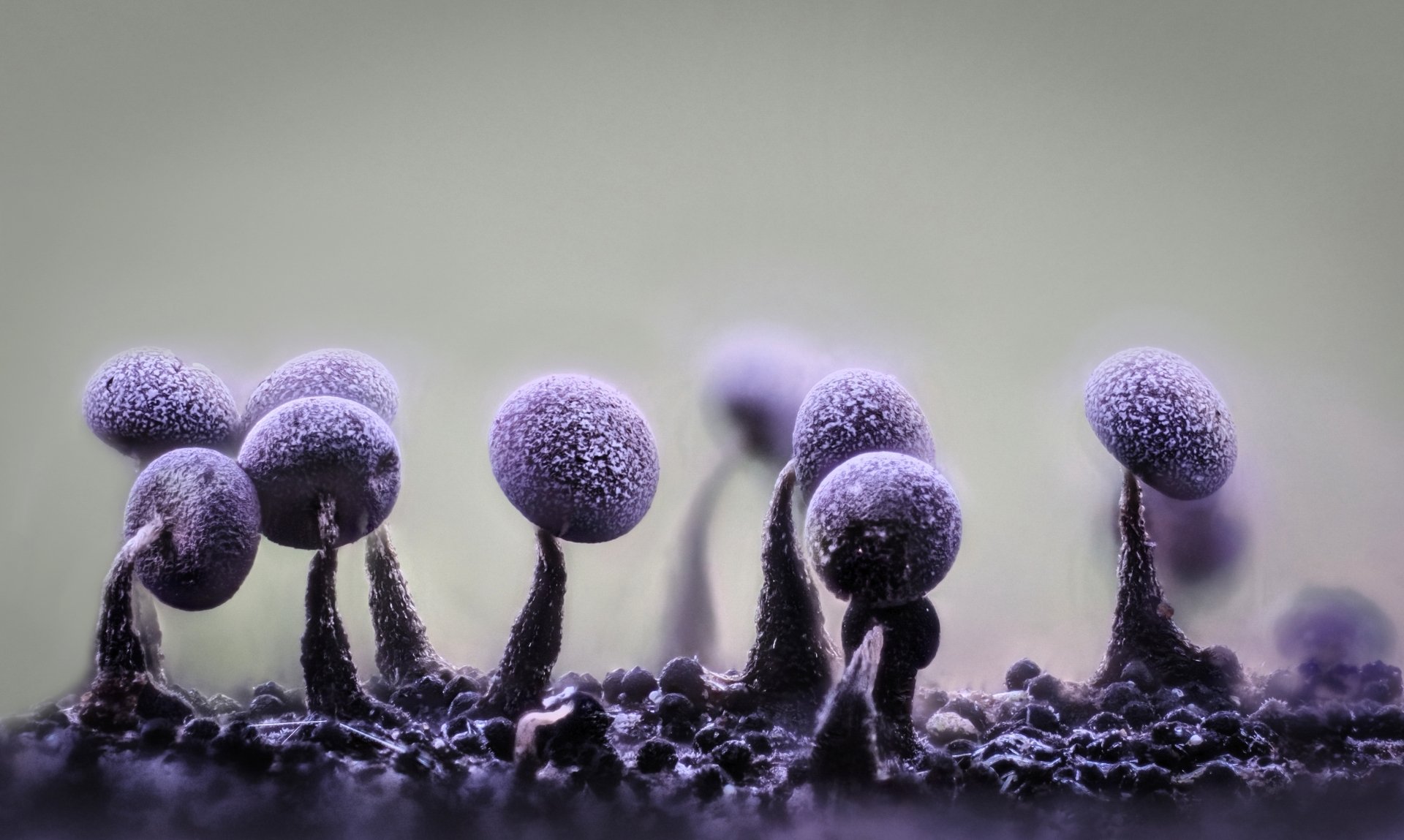 Download Photography Macro 4k Ultra HD Wallpaper