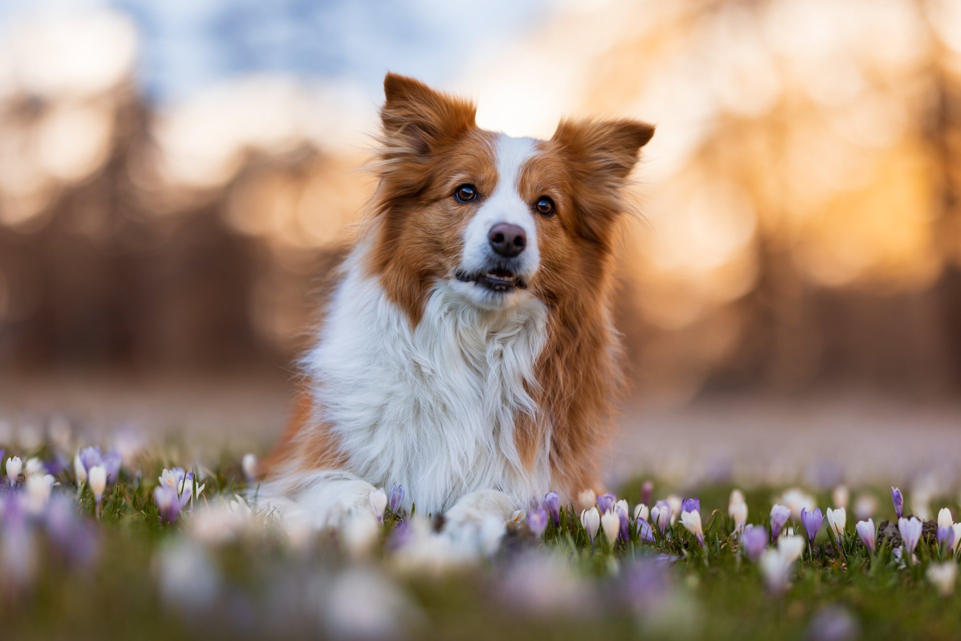 Download Animal Border Collie 4k Ultra HD Wallpaper