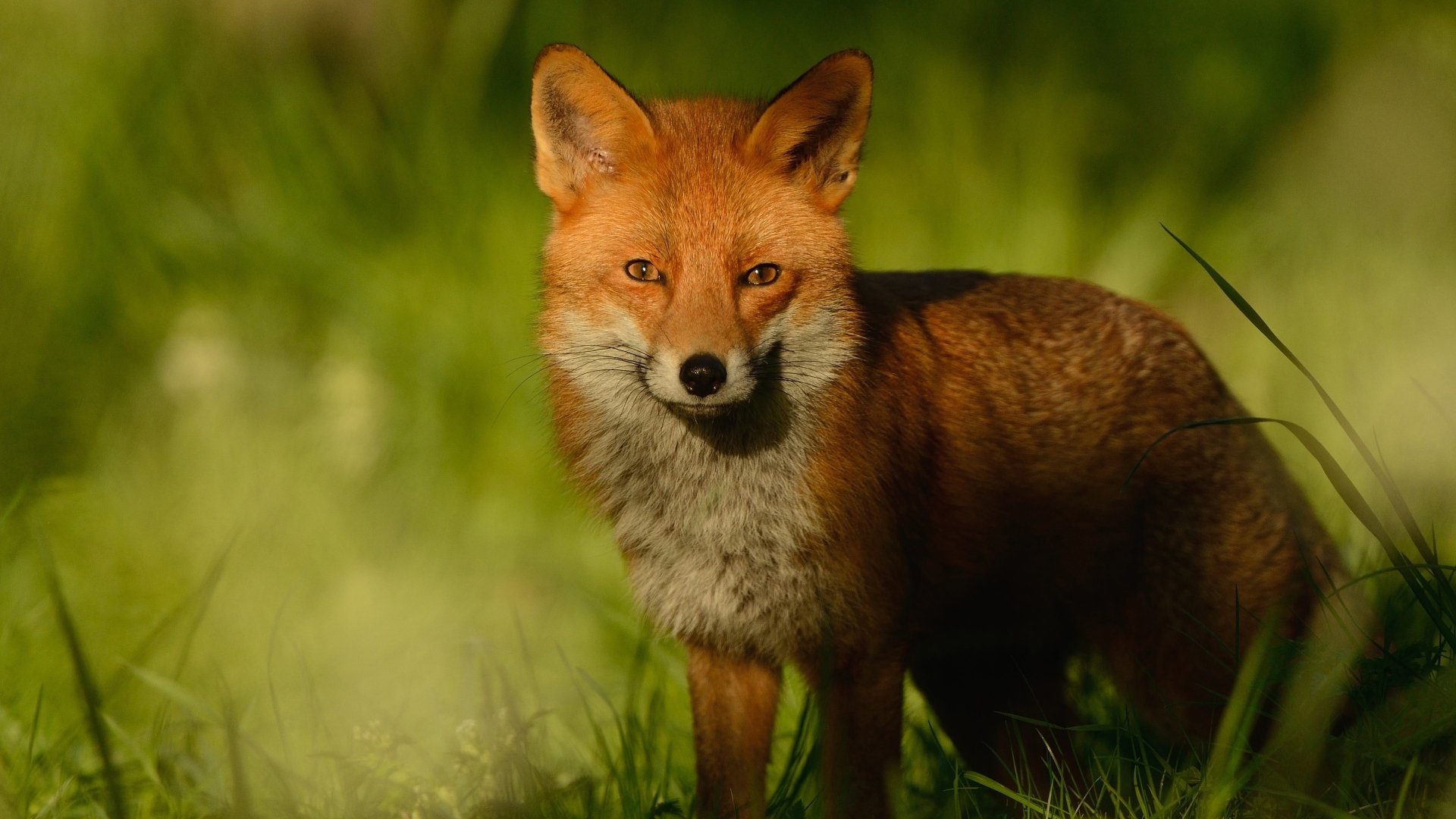 Wild Ember: 4K Ultra HD Fox Wallpaper | 3840x2160 | Wallpaper Abyss