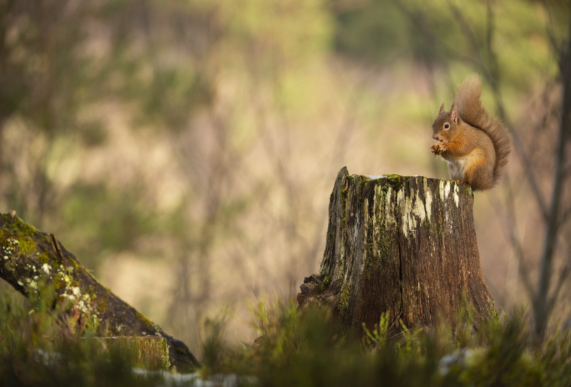 Download Animal Squirrel 4k Ultra HD Wallpaper