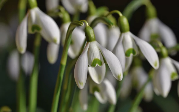 [20+] Snowdrop 4k Wallpapers