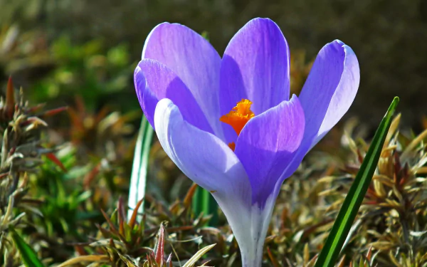 [80+] Crocus 4k Wallpapers