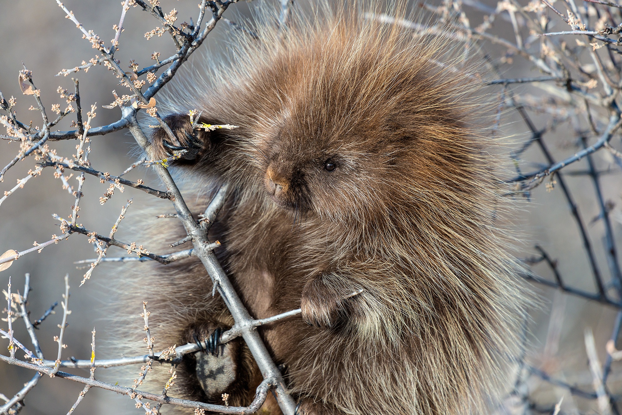Download Animal Porcupine HD Wallpaper