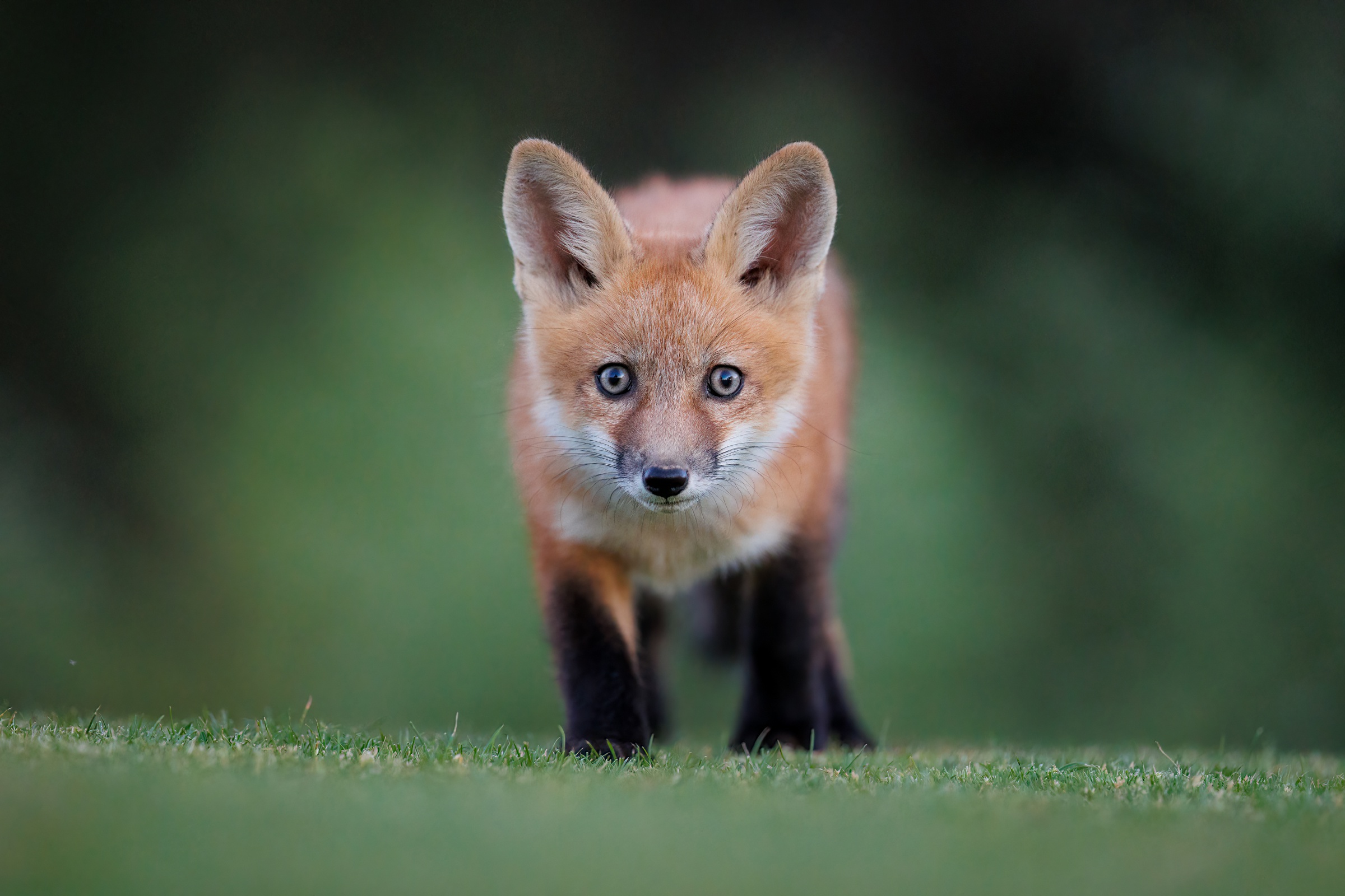 Download Animal Fox HD Wallpaper