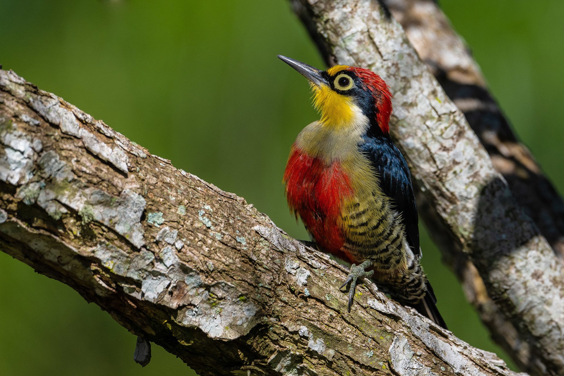 Download Animal Woodpecker HD Wallpaper