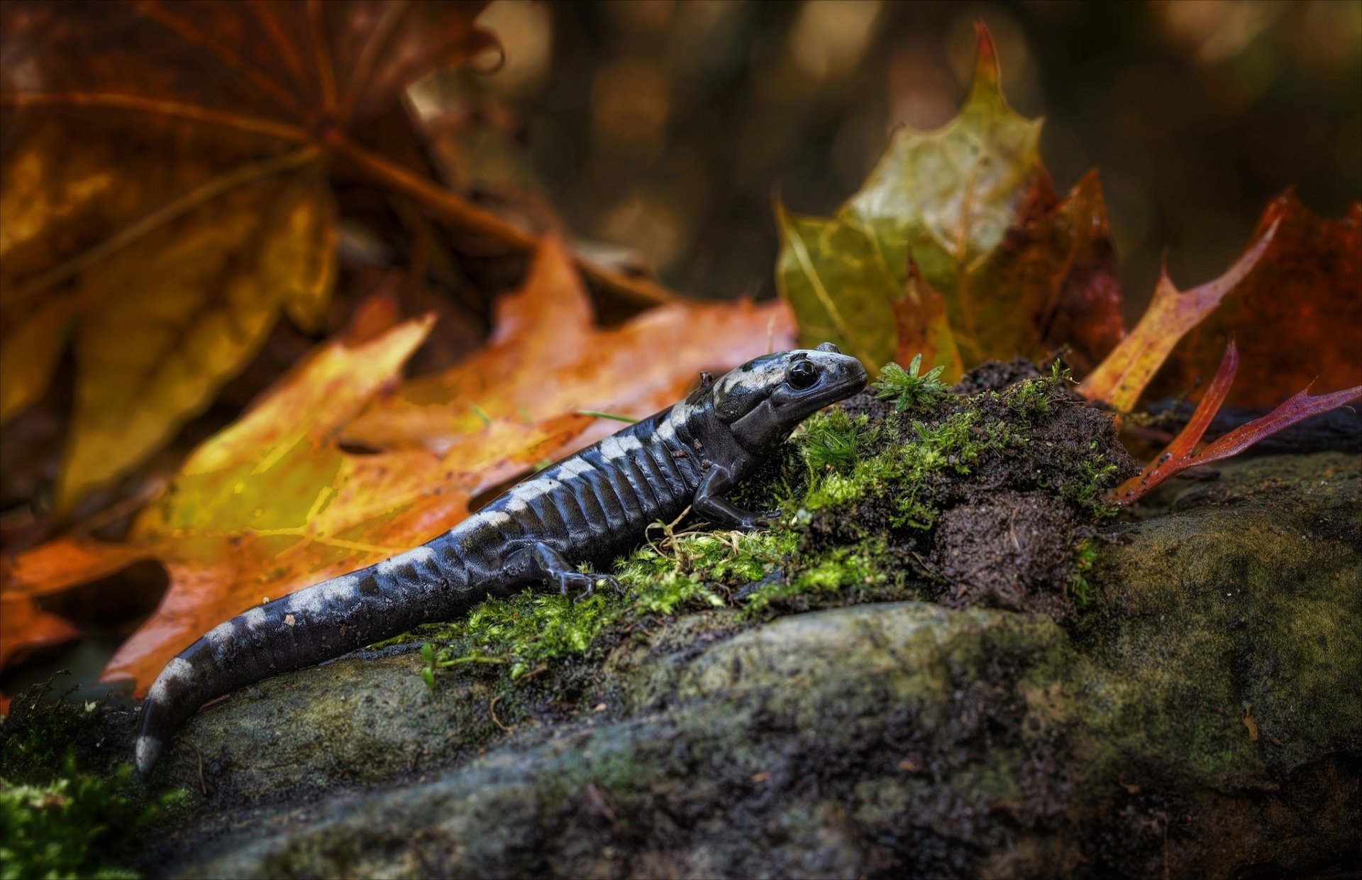 Download Animal Lizard HD Wallpaper