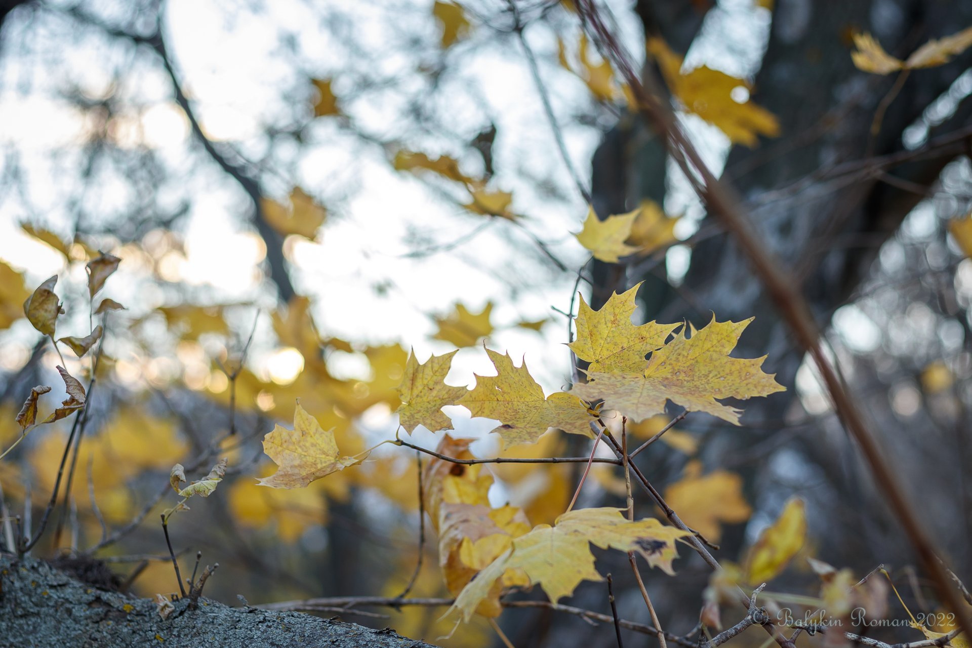 Download Nature Maple Tree HD Wallpaper by Vergilius