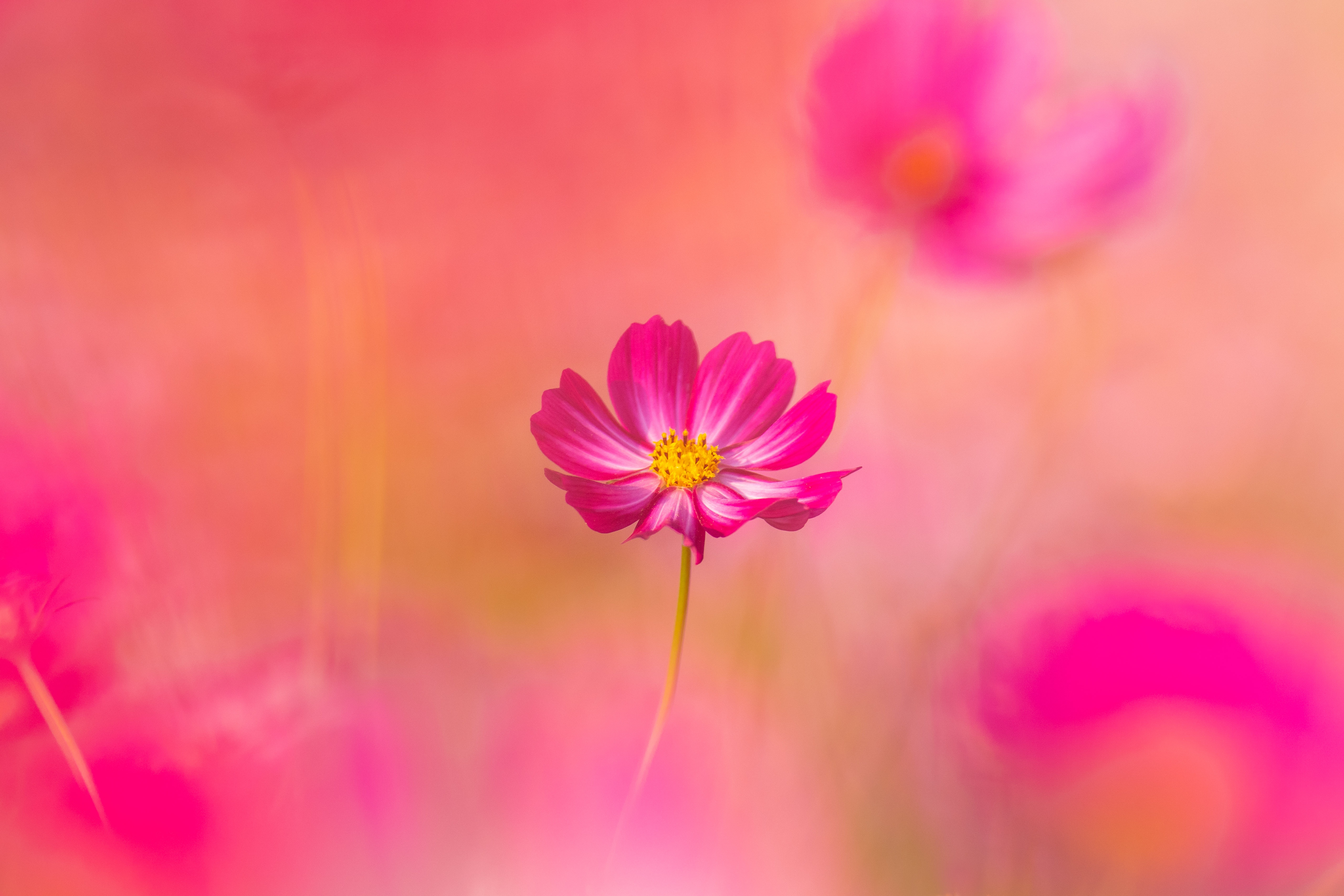 Download Nature Flower 4k Ultra HD Wallpaper Download Nature Flower 4k Ultra HD Wallpaper