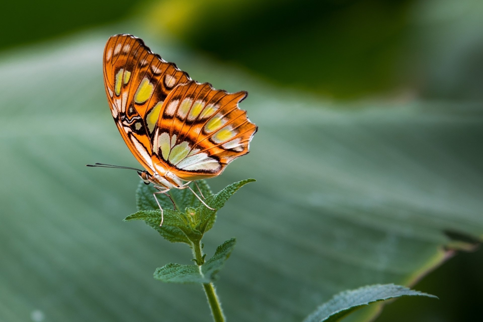 Download Animal Butterfly HD Wallpaper | 2048x1365 | Wallpaper Abyss