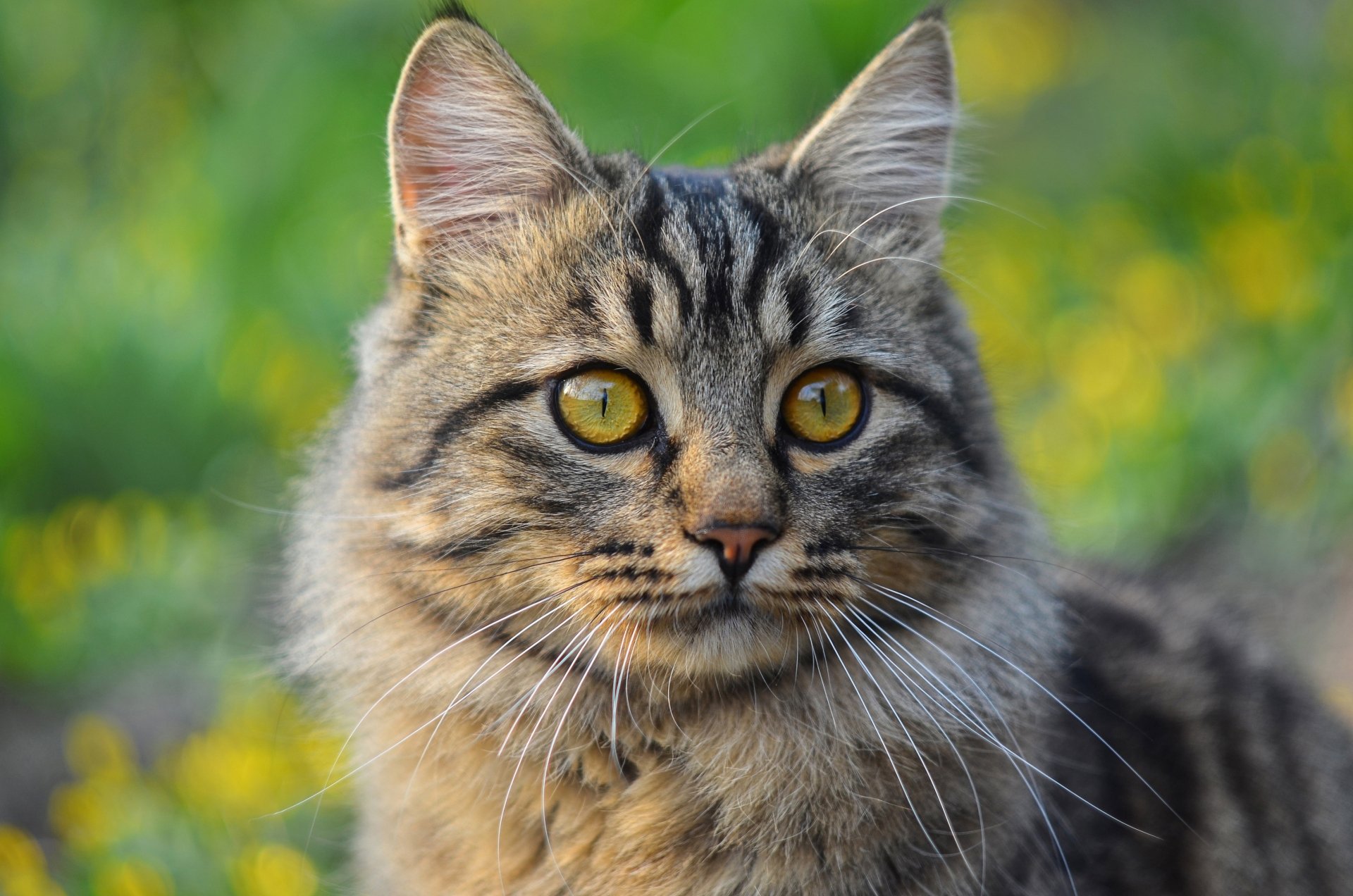Download Animal Cat HD Wallpaper | 3500x2318 | Wallpaper Abyss