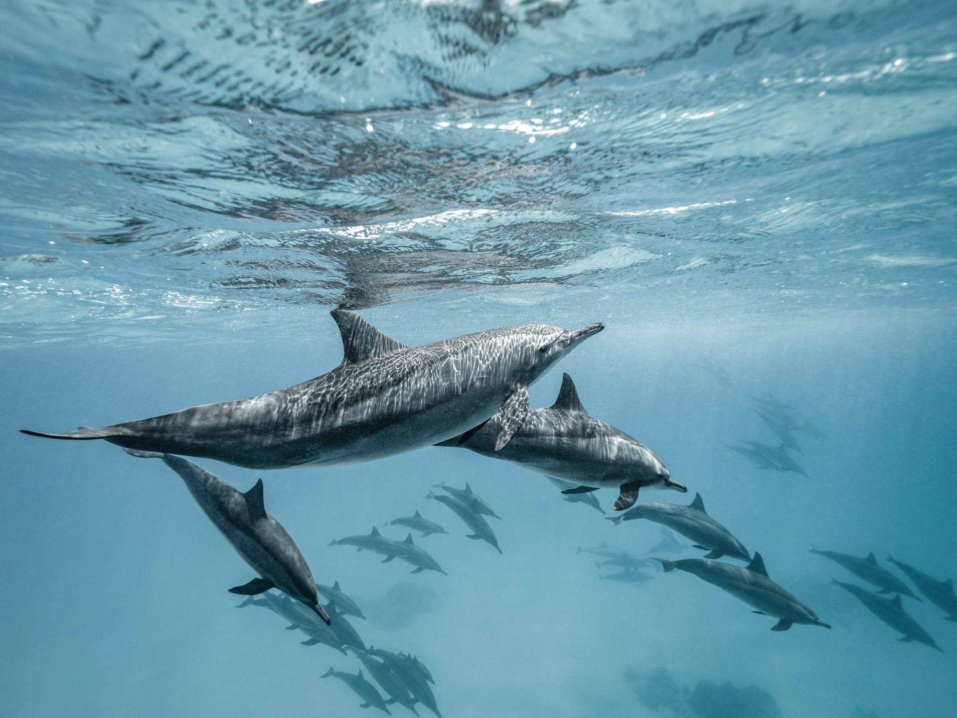 Download Animal Dolphin HD Wallpaper