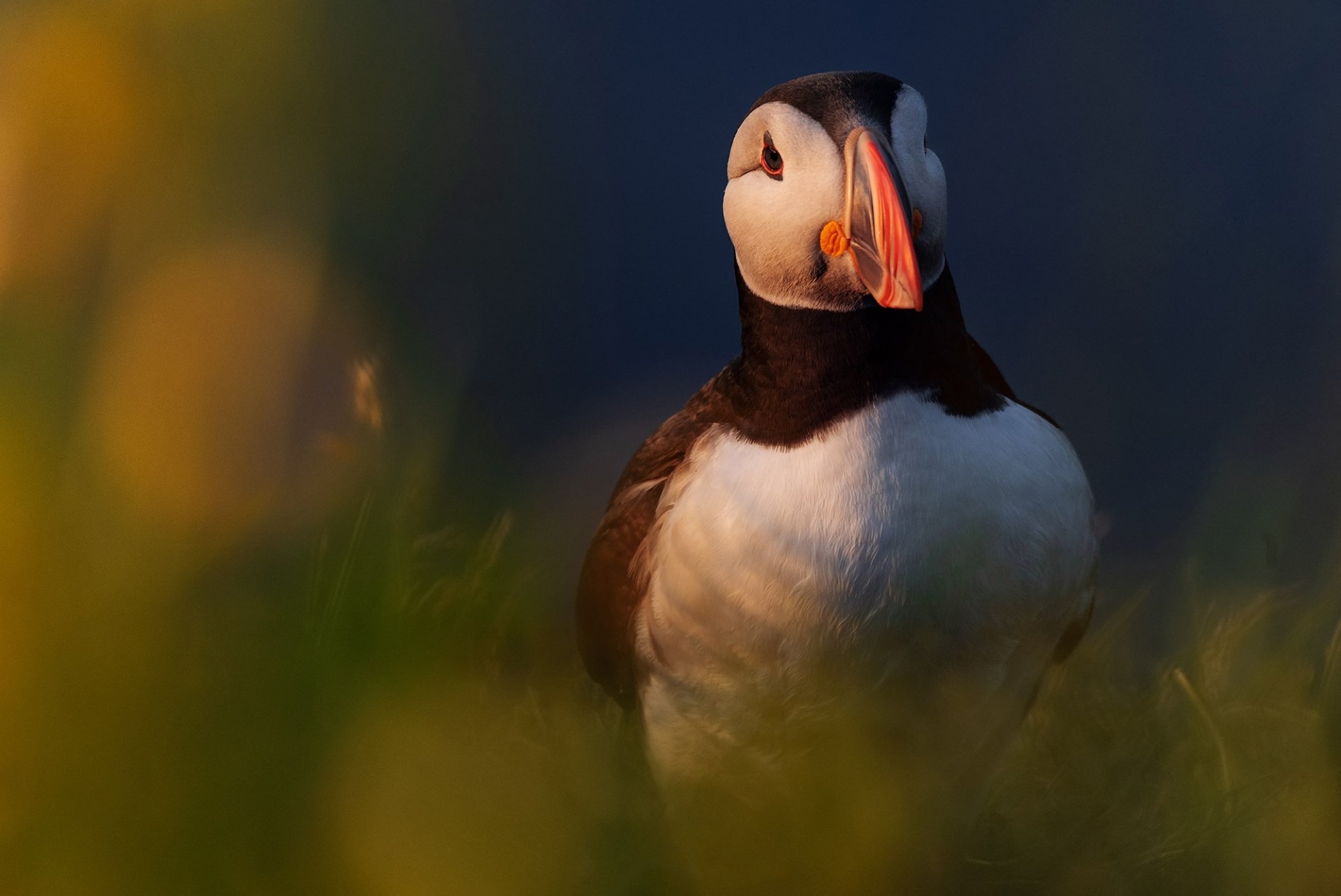 Puffin - Desktop Wallpapers, Phone Wallpaper, PFP, Gifs, and More!