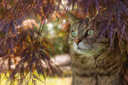 Tabby Cat - Desktop Wallpapers, Phone Wallpaper, PFP, Gifs, and More!