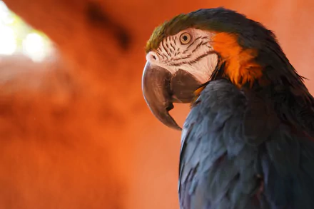 Blue-and-yellow Macaw - Desktop Wallpapers, Phone Wallpaper, PFP, Gifs ...