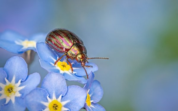 Beetle - Desktop Wallpapers, Phone Wallpaper, PFP, Gifs, and More!