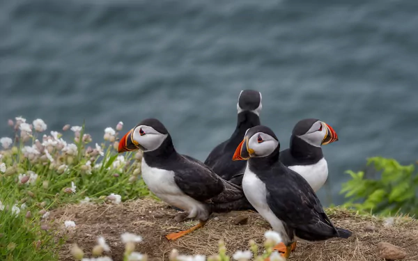 [190+] Puffin Wallpapers