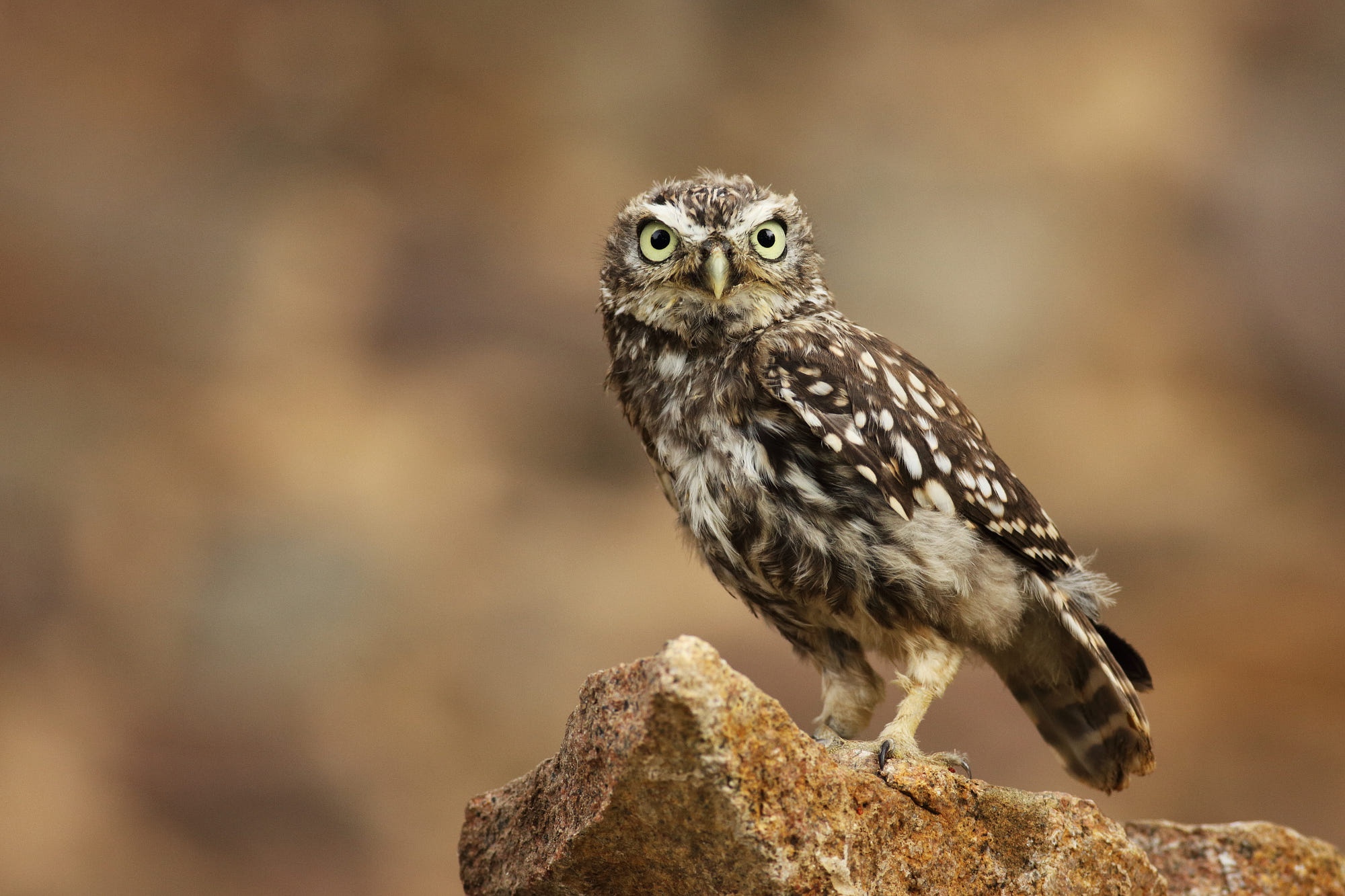 Download Animal Owl HD Wallpaper