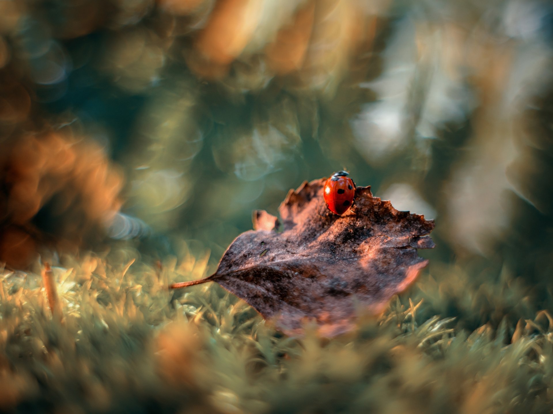 Download Bokeh Animal Ladybug HD Wallpaper