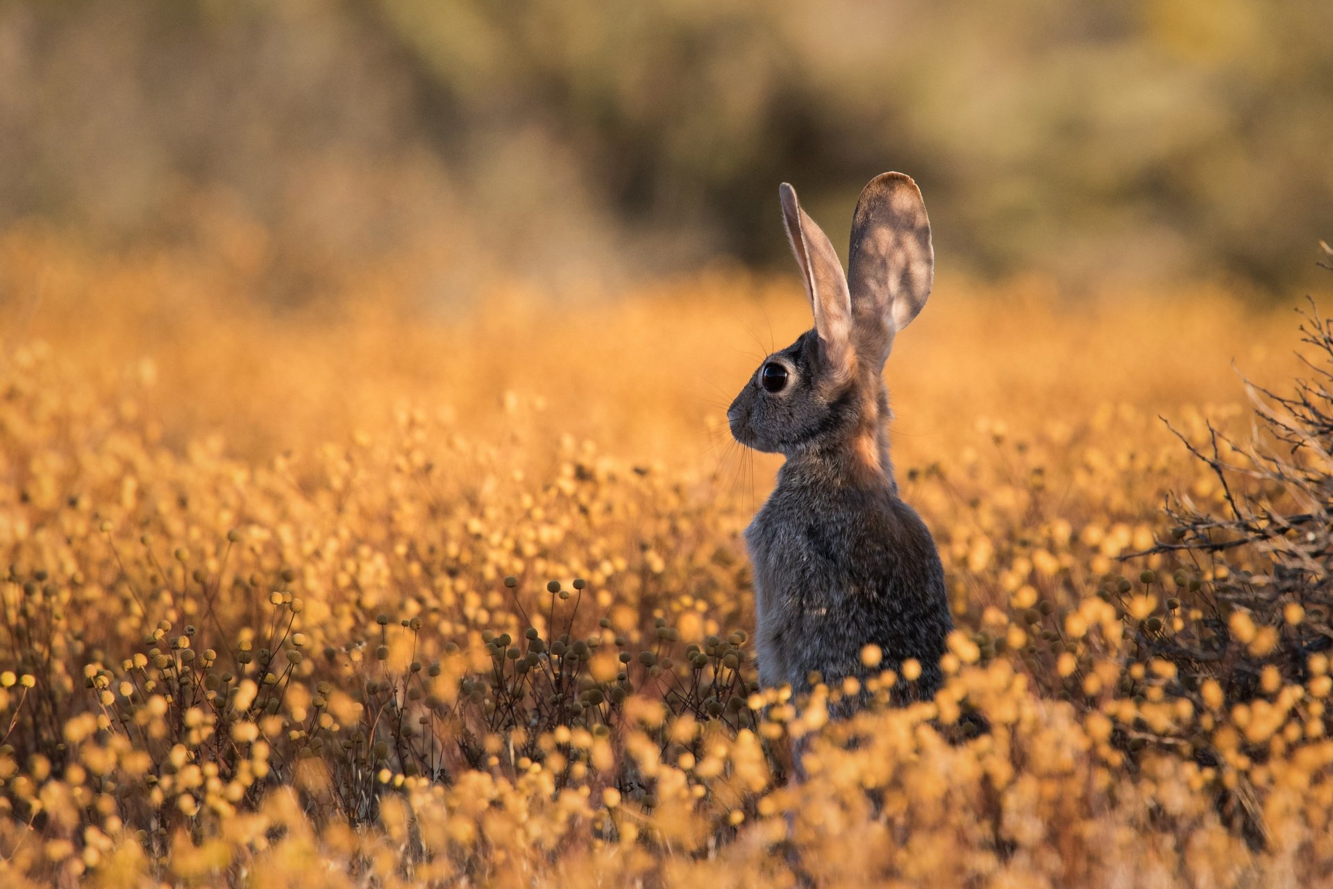 Ultra HD Serenity: Rabbit Amid Golden Blossoms