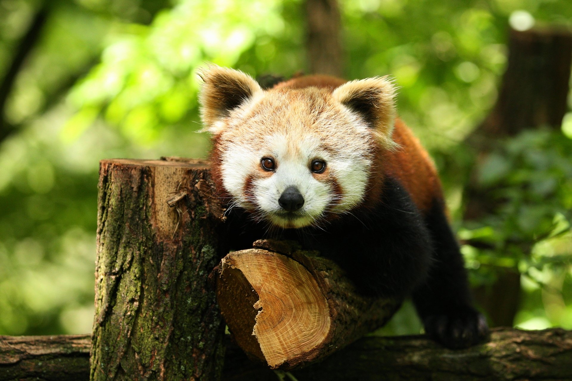 4K Ultra HD Red Panda: Nature’s Adorable Forest Gem