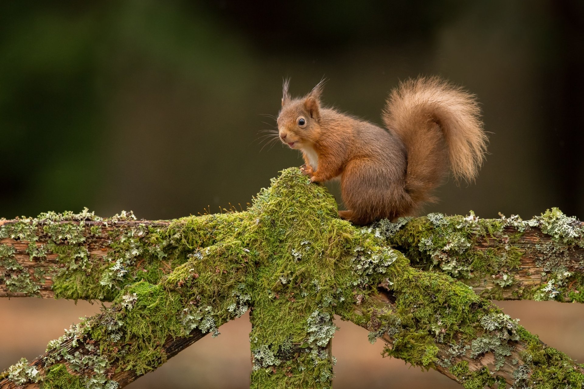 Download Animal Squirrel HD Wallpaper | 2048x1365 | Wallpaper Abyss