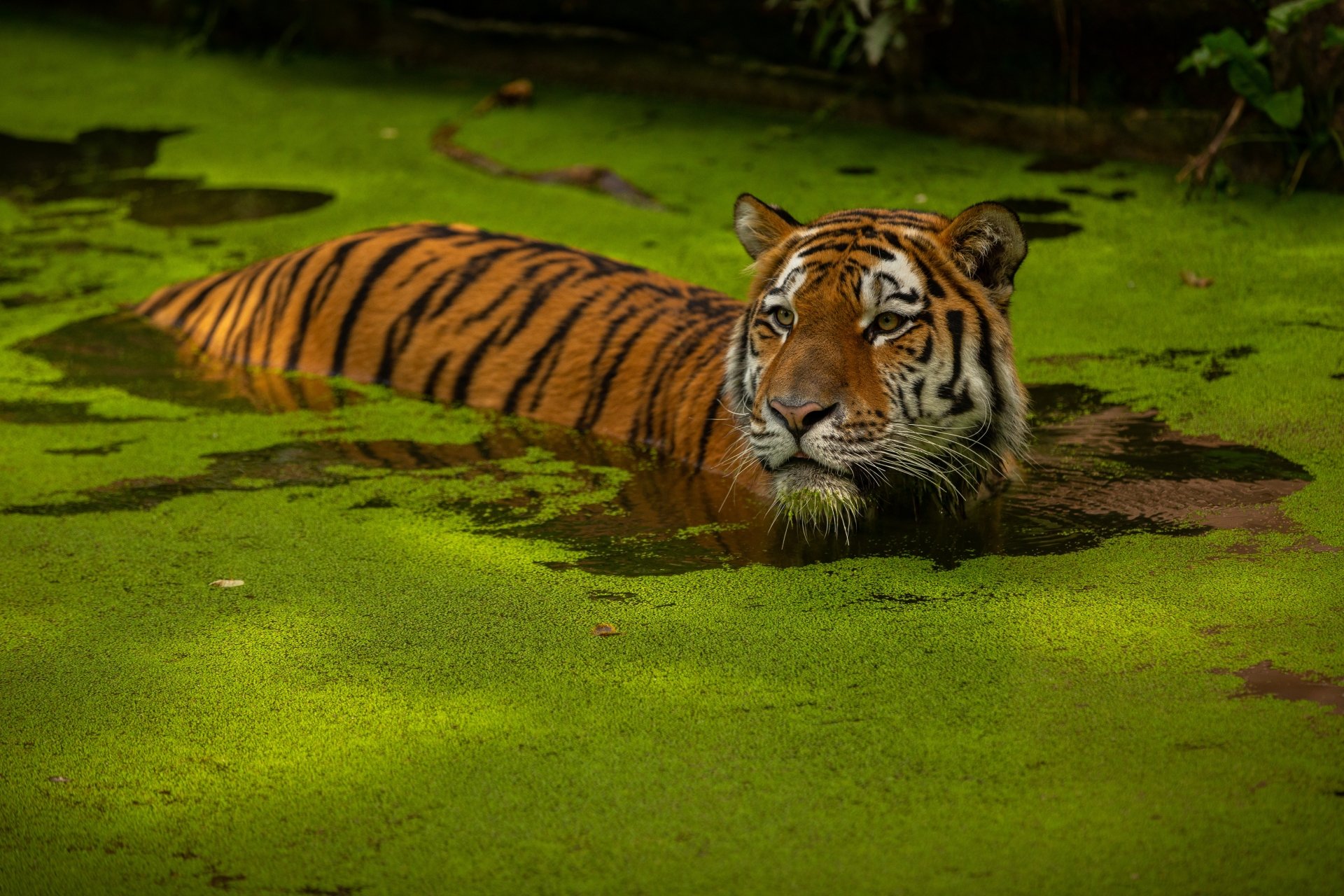 Majestic Tiger in 4K Ultra HD: Nature’s Striped Predator