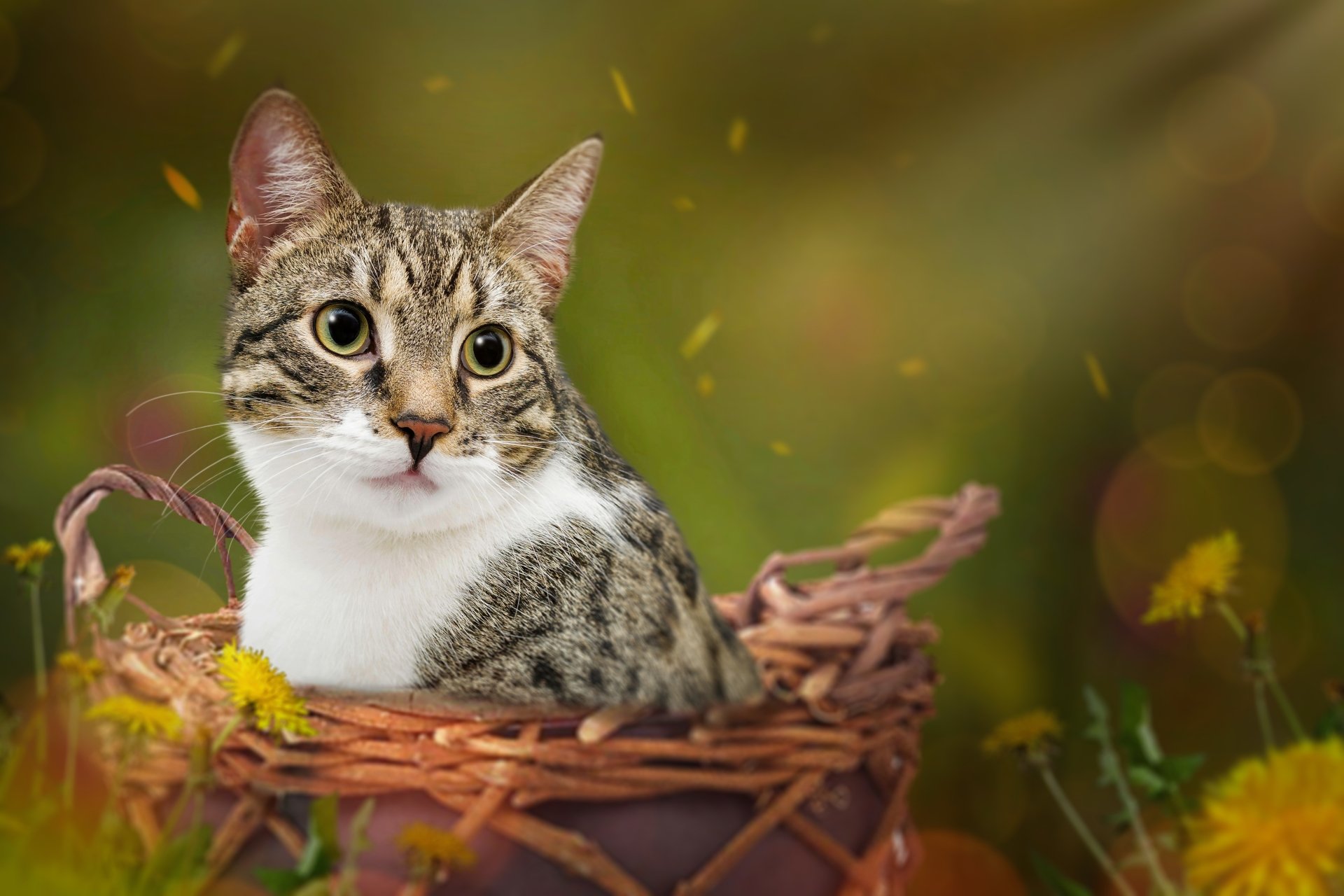 Download Animal Cat 4k Ultra HD Wallpaper | 6000x4000 | Wallpaper Abyss