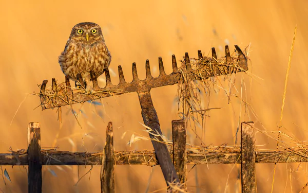 [290+] Owl 4k Wallpapers