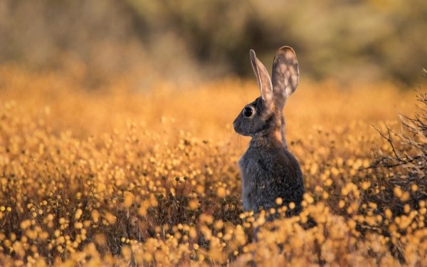 [470+] Rabbit Wallpapers