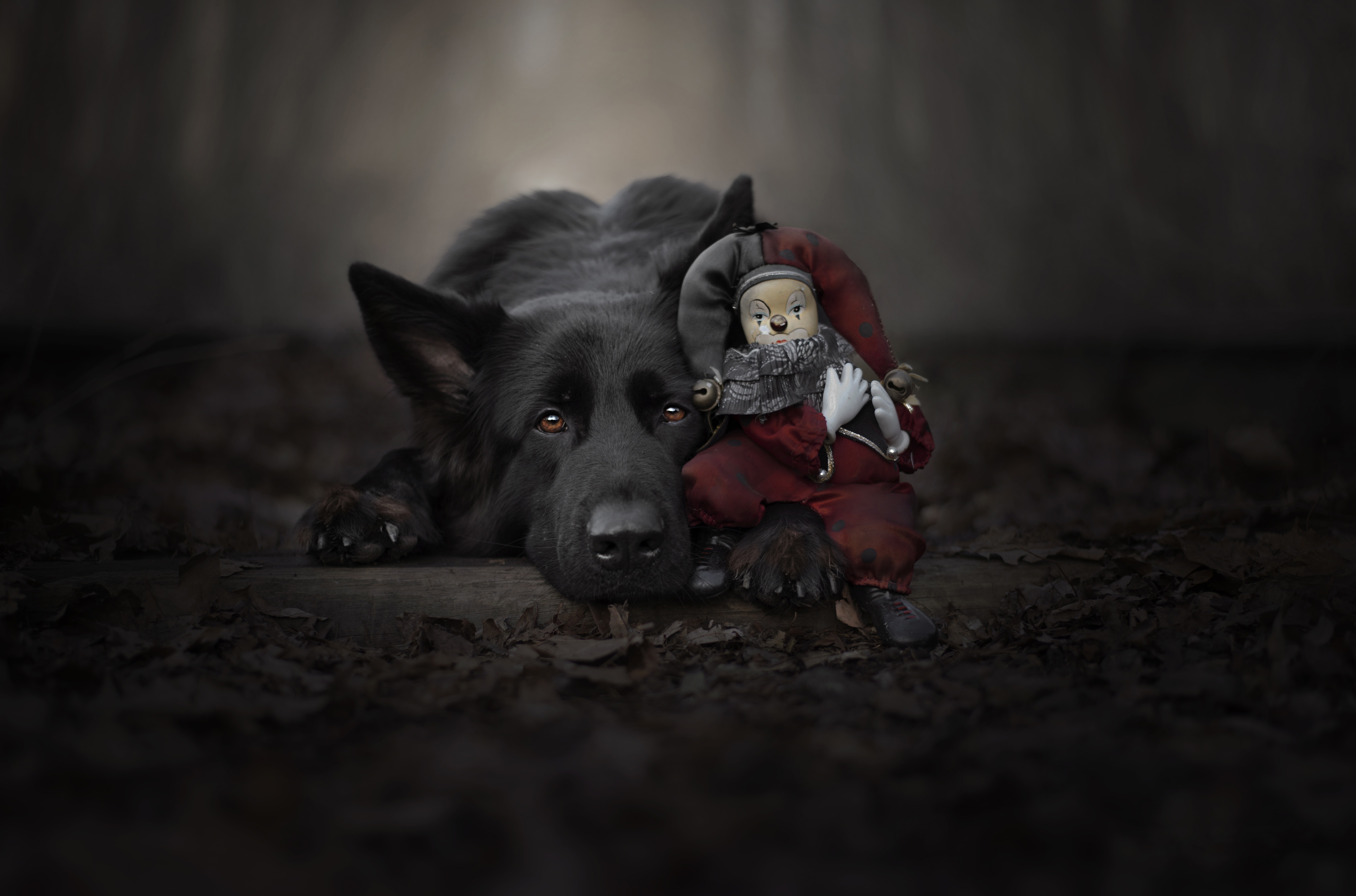 Download Animal German Shepherd 4k Ultra HD Wallpaper