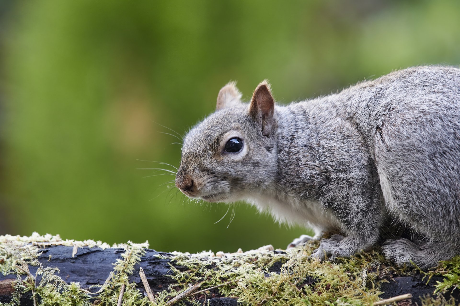 Download Animal Squirrel HD Wallpaper | 3000x2000 | Wallpaper Abyss