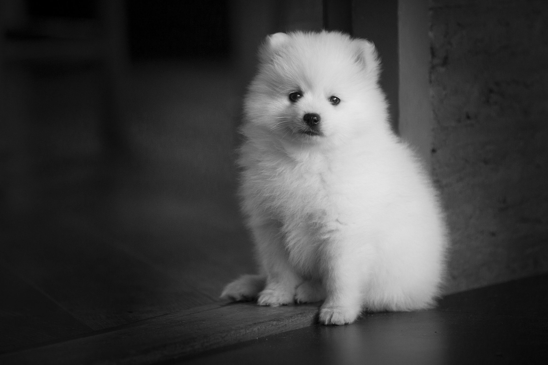 Fluffy Puppy Charm in Stunning 4K Ultra HD